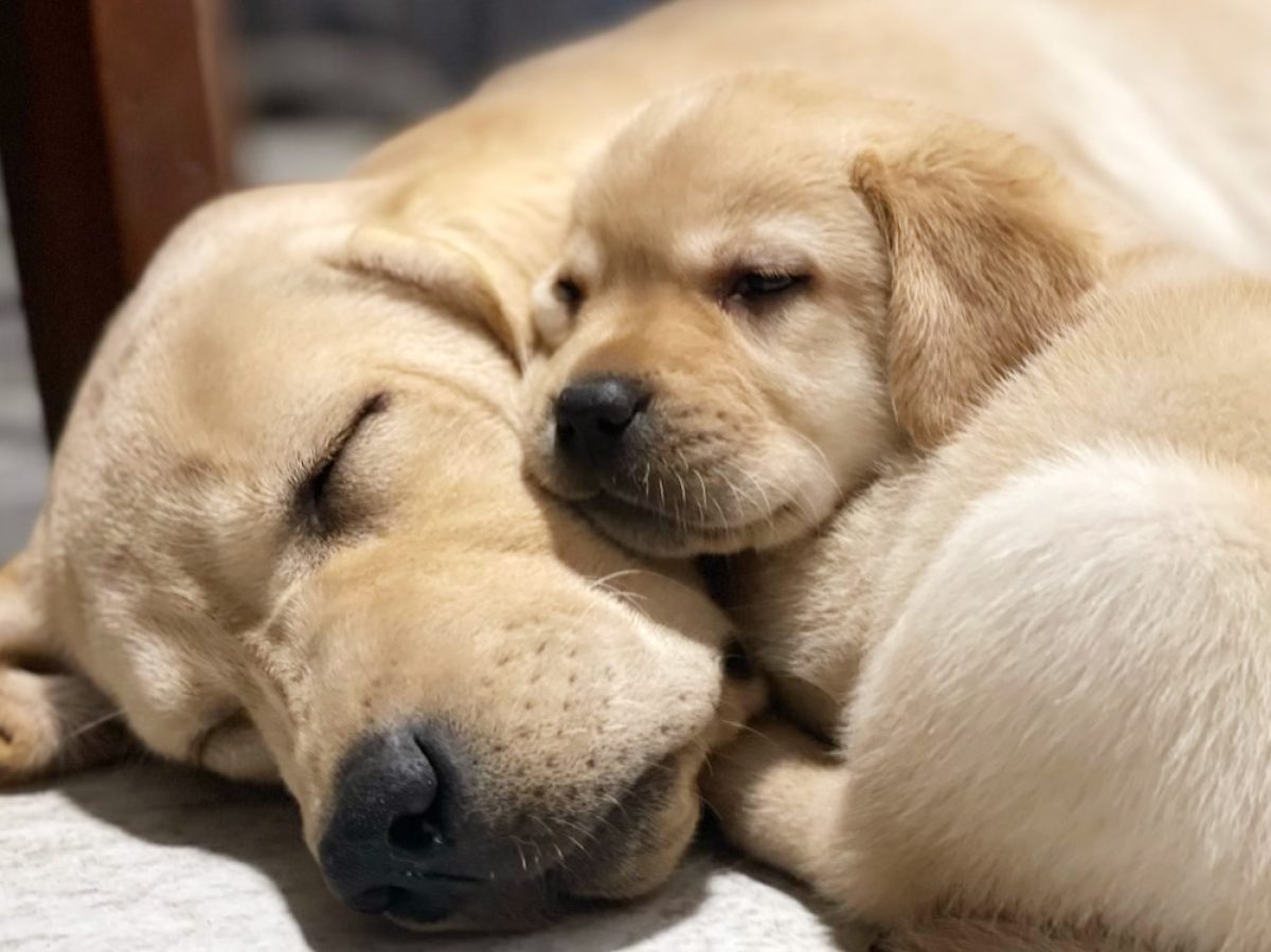 SoFlo Labradors - South Florida Labrador Retriever Breeder