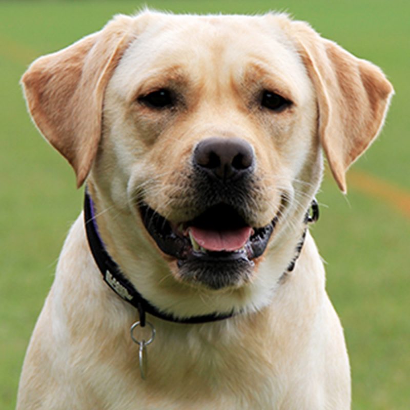 SoFlo Labradors - South Florida Labrador Retriever Breeder