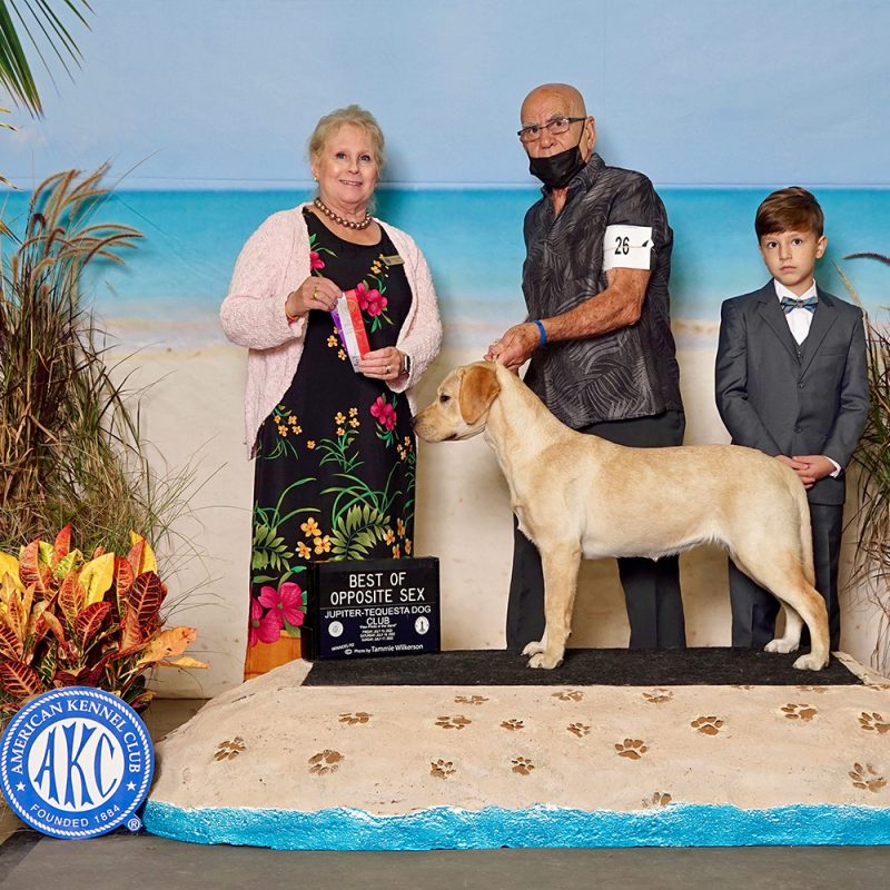 SoFlo Labradors - South Florida Labrador Retriever Breeder